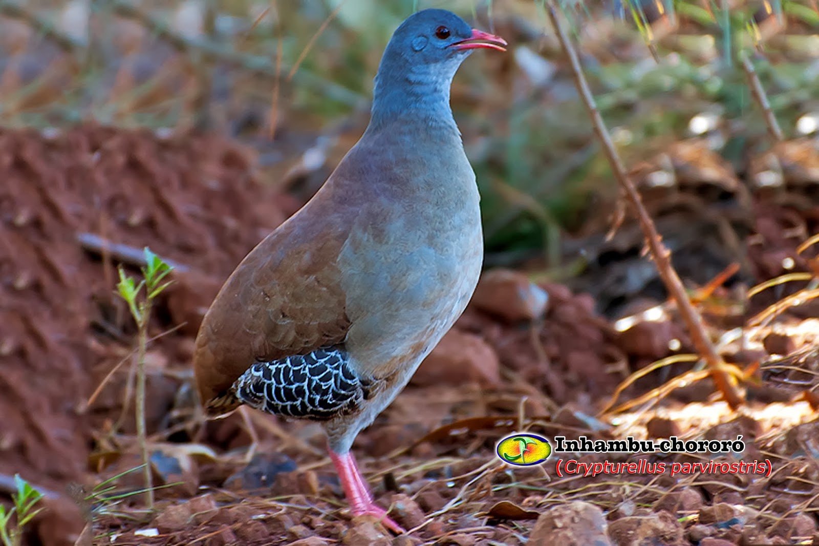 Zoologia: Inhambu-chororó (Crypturellus parvirostris)